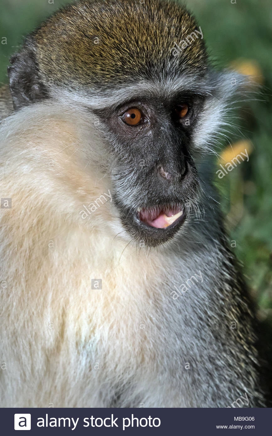 Grivet | NatureRules1 Wiki | Fandom