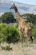 Masai Giraffe | NatureRules1 Wiki | Fandom