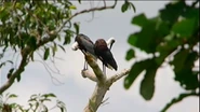 Woolly-necked Stork | NatureRules1 Wiki | Fandom