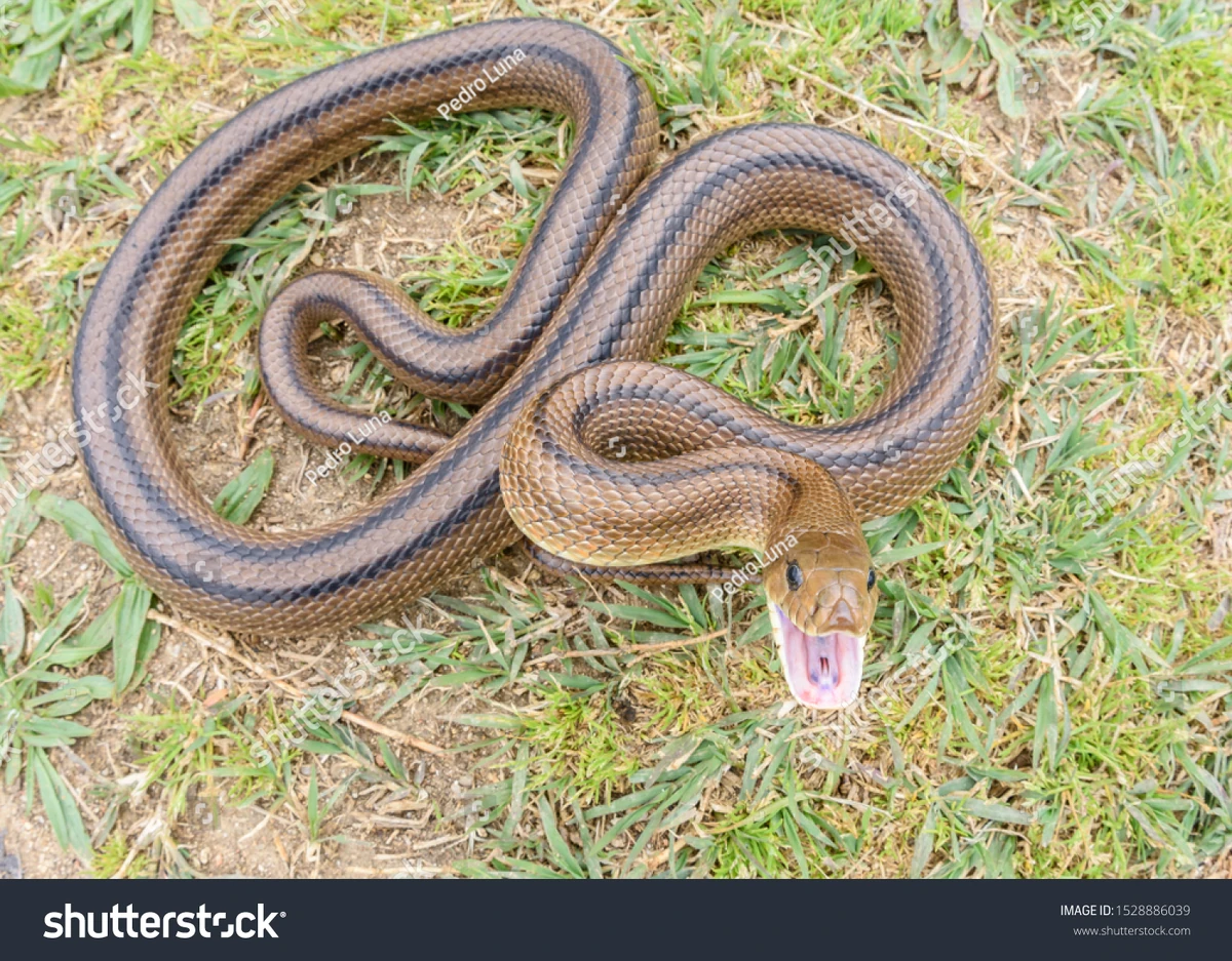 Ladder Snake | NatureRules1 Wiki | Fandom