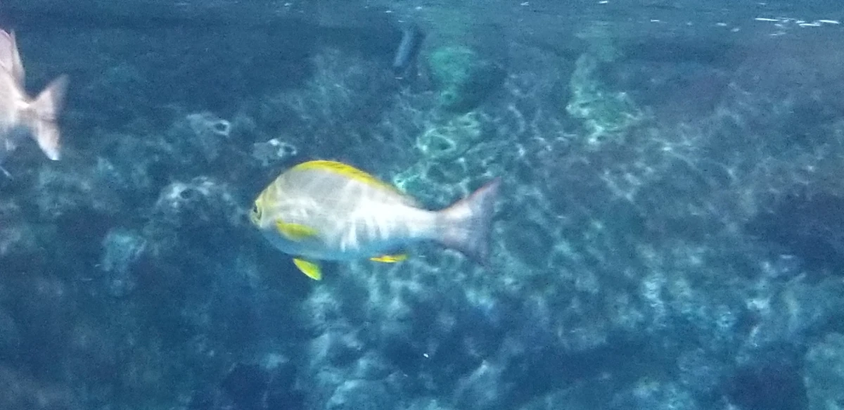 Threeline Grunt | NatureRules1 Wiki | Fandom