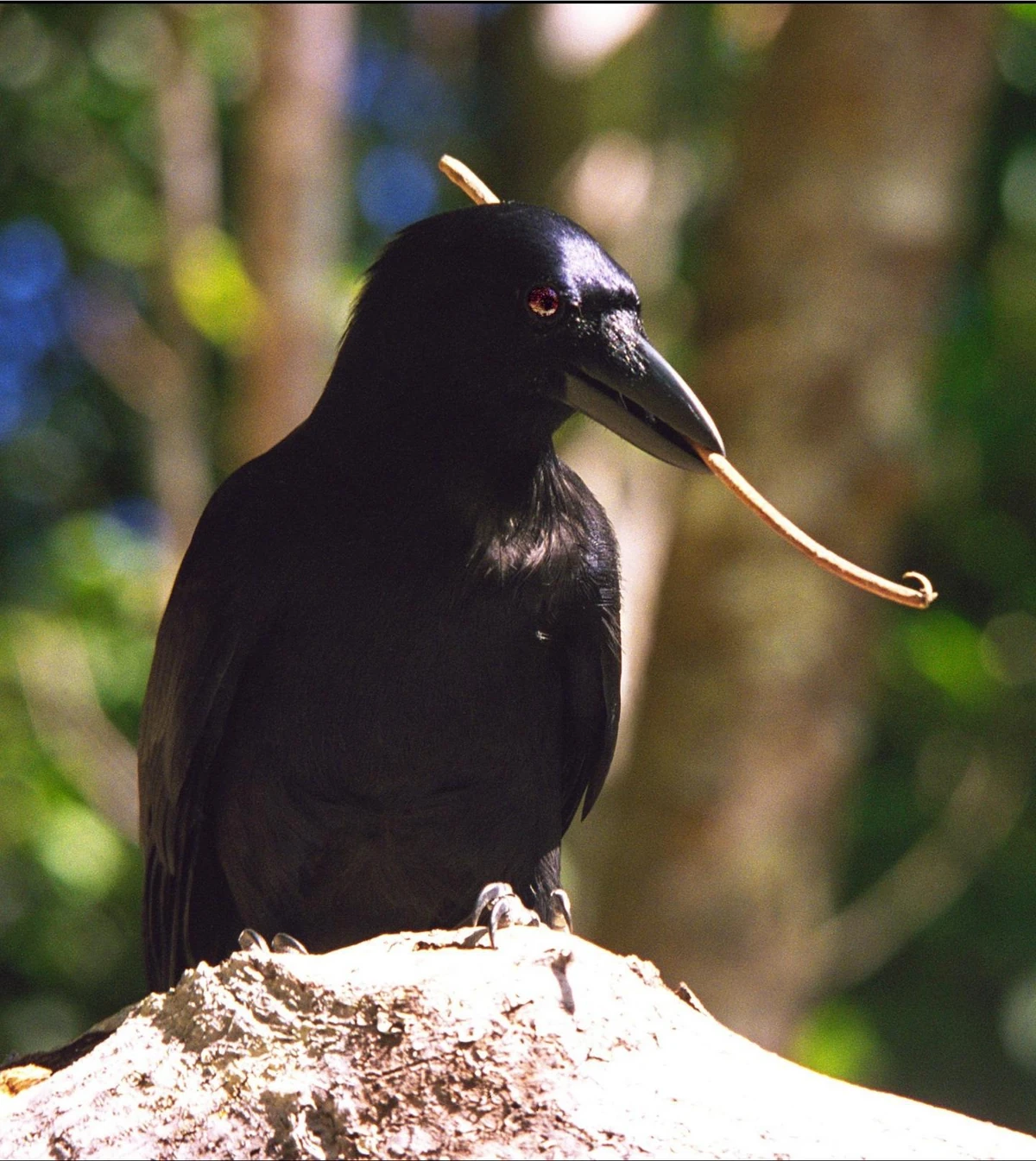 New Caledonian Crow | NatureRules1 Wiki | Fandom