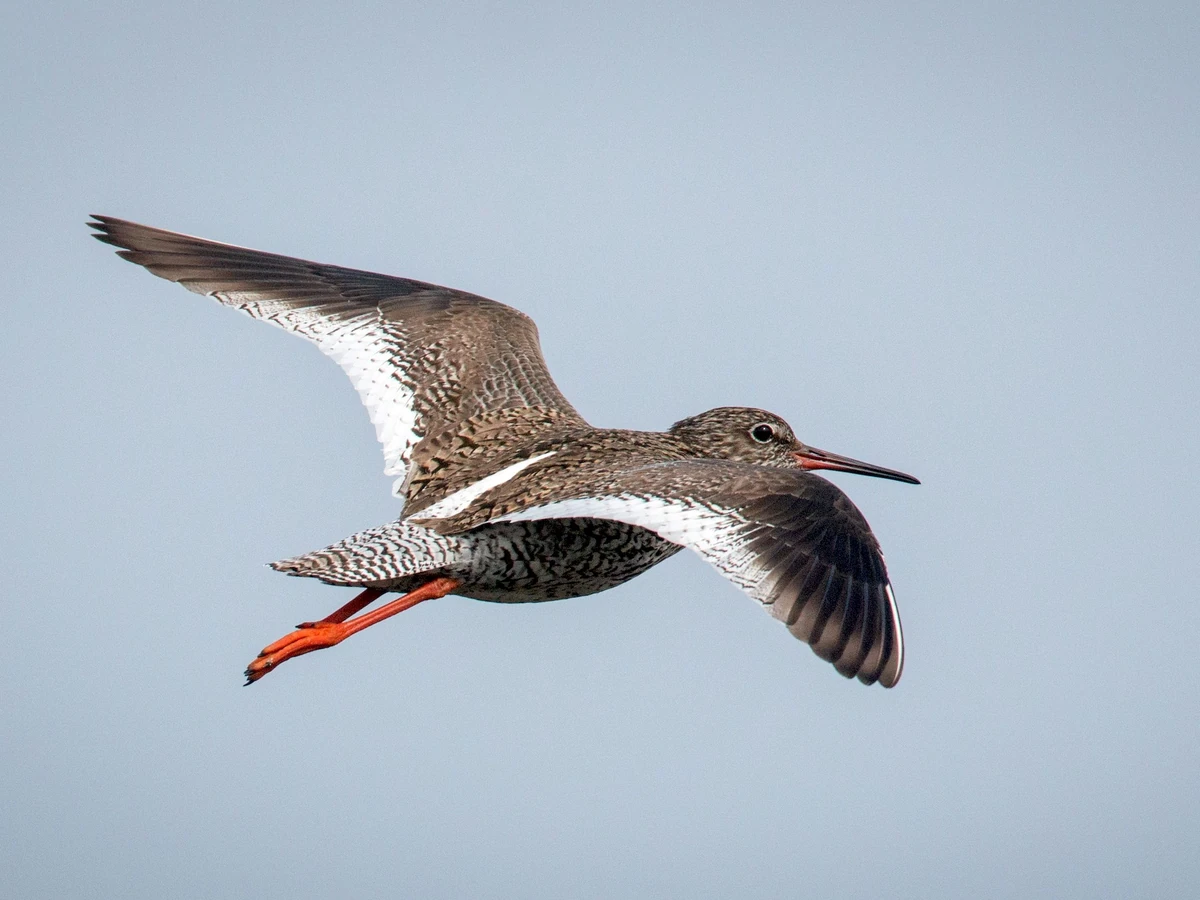 Common Redshank | NatureRules1 Wiki | Fandom