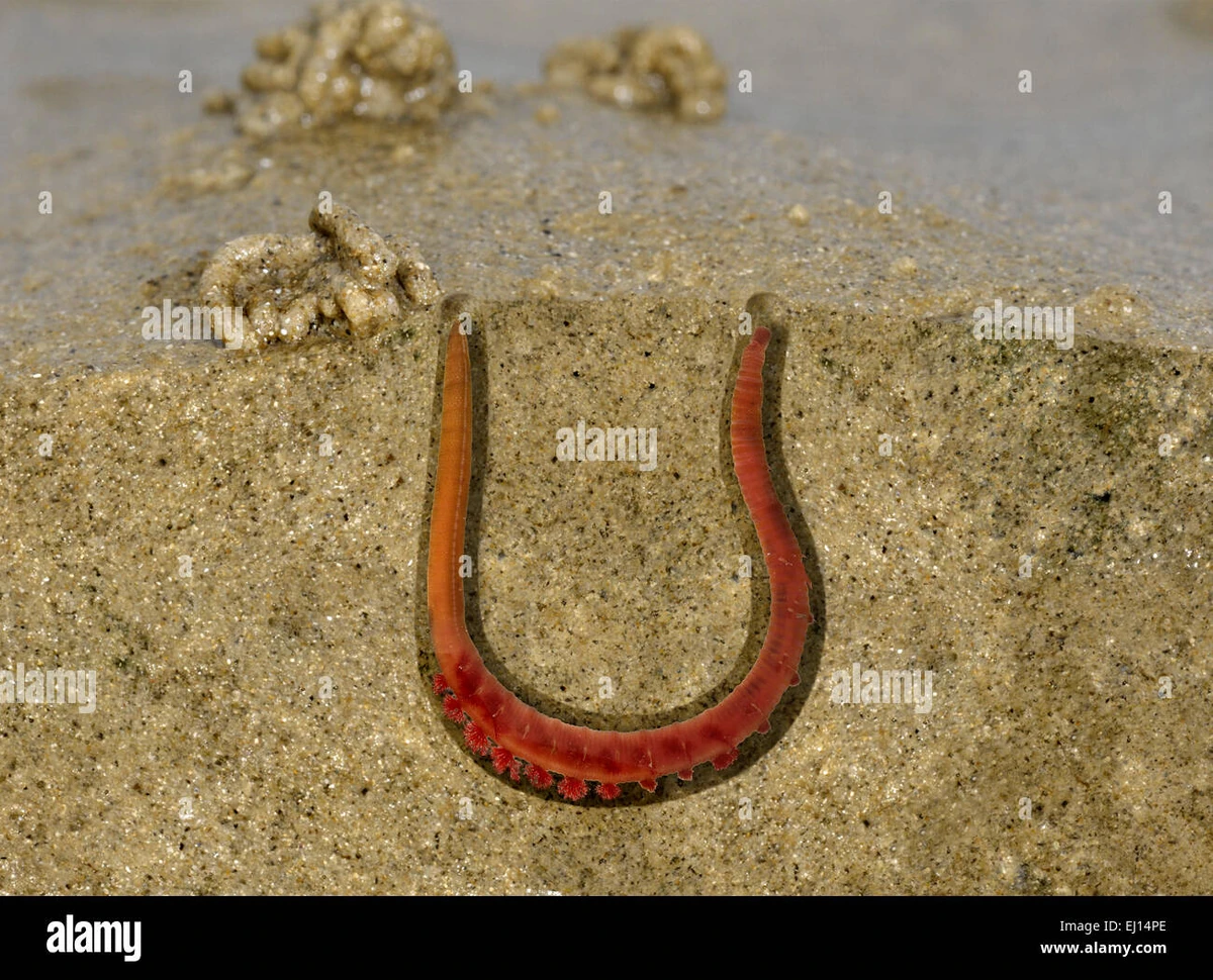 Lugworm | NatureRules1 Wiki | Fandom