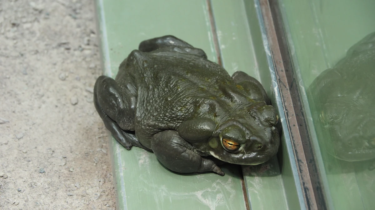 Colorado River Toad | NatureRules1 Wiki | Fandom