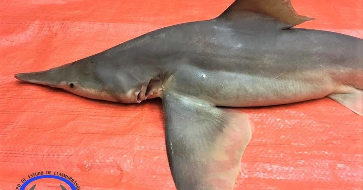 Daggernose Shark | NatureRules1 Wiki | Fandom