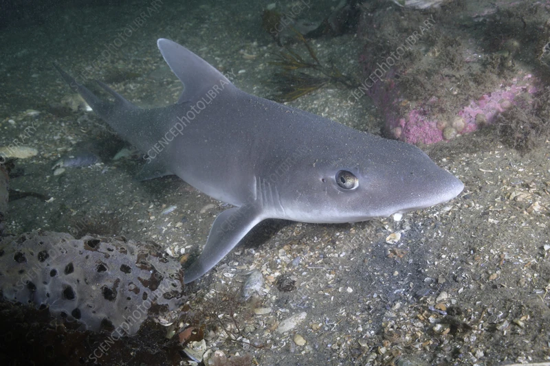 Dusky Smooth-hound | NatureRules1 Wiki | Fandom
