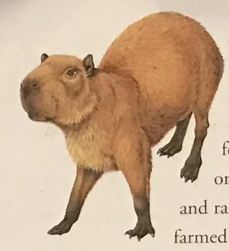 Capybara/Books | NatureRules1 Wiki | Fandom