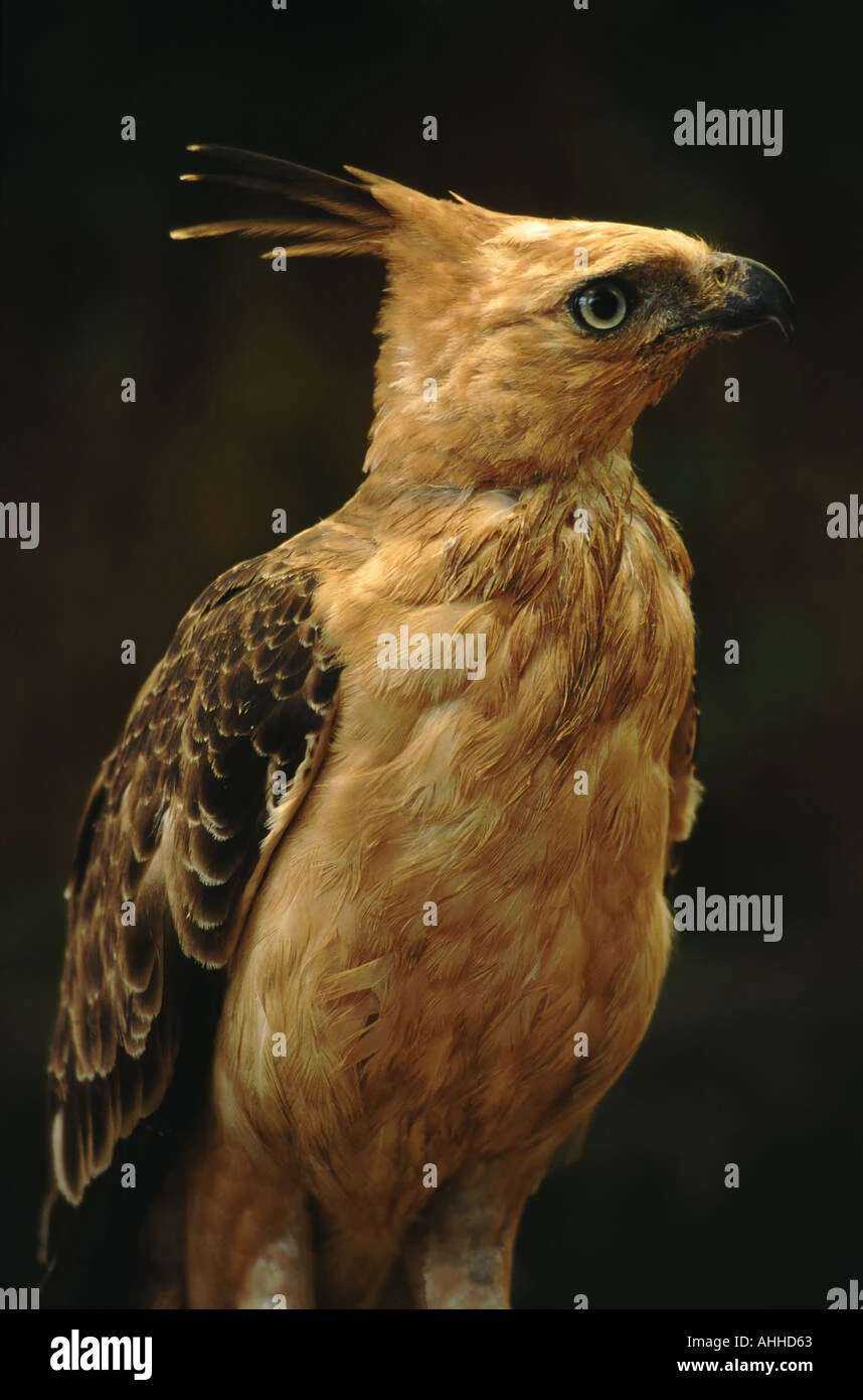 Javan Hawk-eagle | NatureRules1 Wiki | Fandom