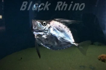 Mirror Dory | NatureRules1 Wiki | Fandom