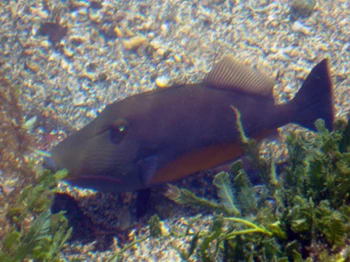 Orangeside Triggerfish | NatureRules1 Wiki | Fandom