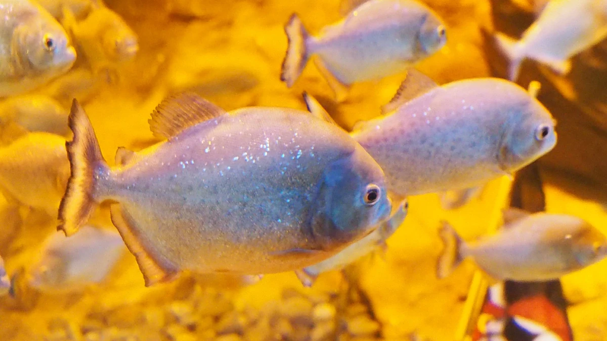 Redeye Piranha | NatureRules1 Wiki | Fandom