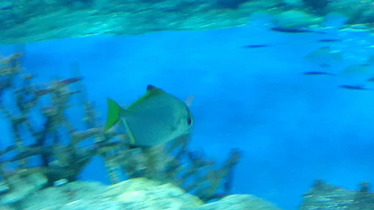 Silver Moony | NatureRules1 Wiki | Fandom