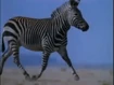 African Cats | NatureRules1 Wiki | Fandom