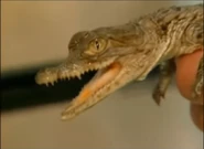 American Crocodile | NatureRules1 Wiki | Fandom