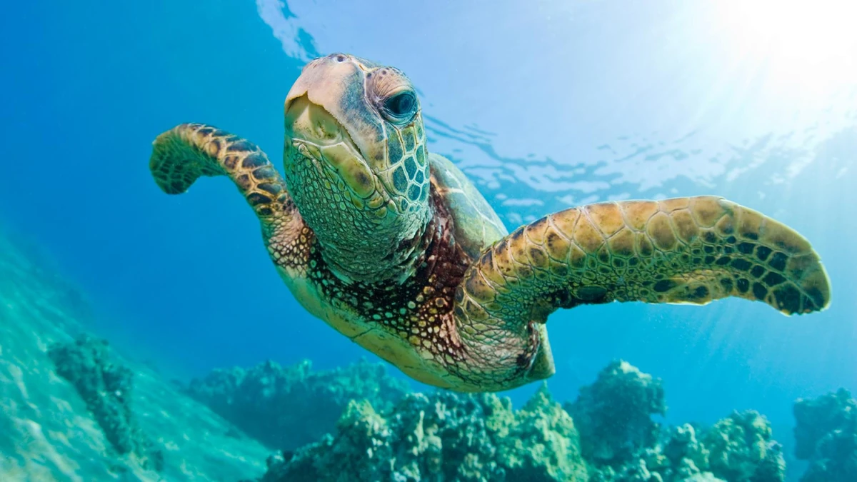 Green Sea Turtle | NatureRules1 Wiki | Fandom