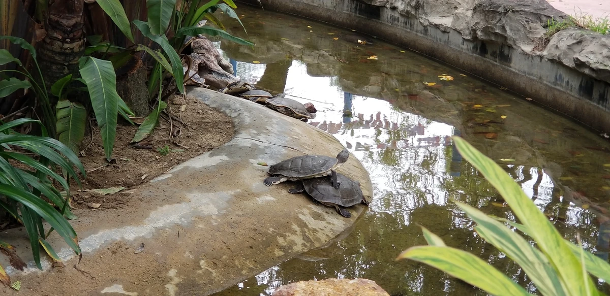 Hilaire’s Toadhead Turtle | NatureRules1 Wiki | Fandom