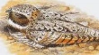 Common Poorwill | NatureRules1 Wiki | Fandom