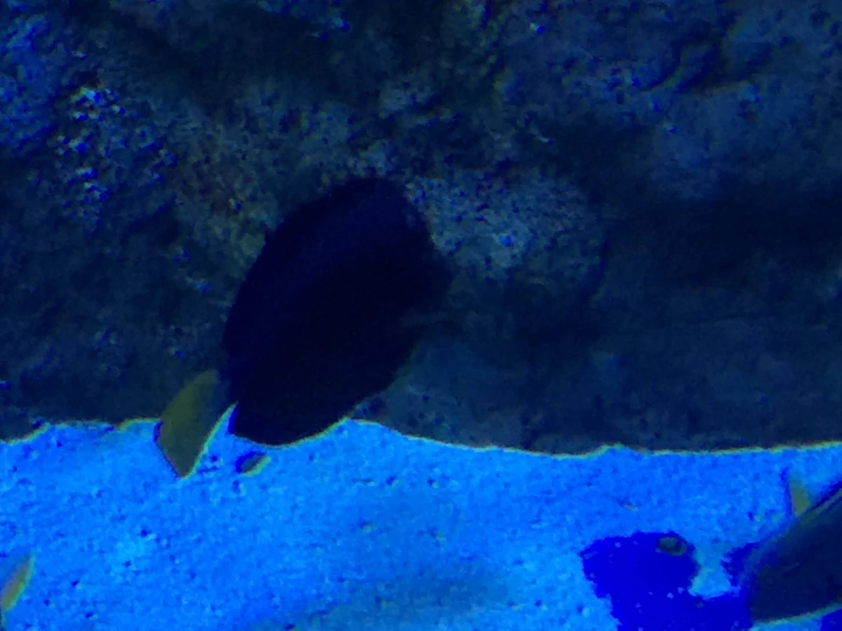 Purple Tang | NatureRules1 Wiki | Fandom