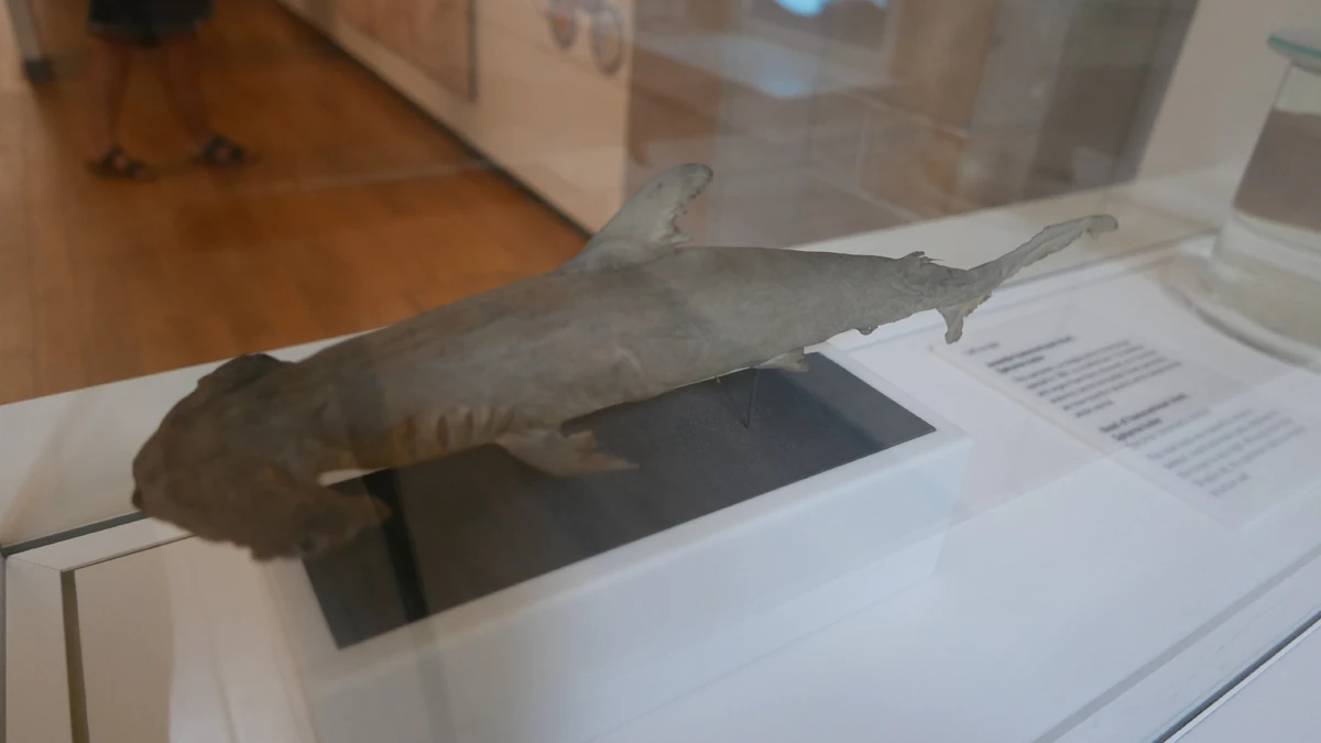 Smalleye Hammerhead | NatureRules1 Wiki | Fandom