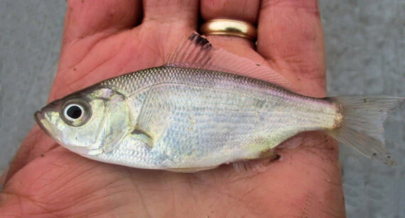 Spotfin Surfperch | NatureRules1 Wiki | Fandom