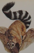 Ringtail | NatureRules1 Wiki | Fandom