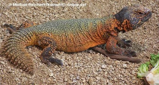 Bell's Dabb Lizard | NatureRules1 Wiki | Fandom