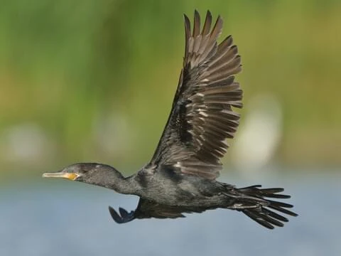 Neotropic Cormorant | NatureRules1 Wiki | Fandom