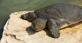 African Softshell Turtle | NatureRules1 Wiki | Fandom