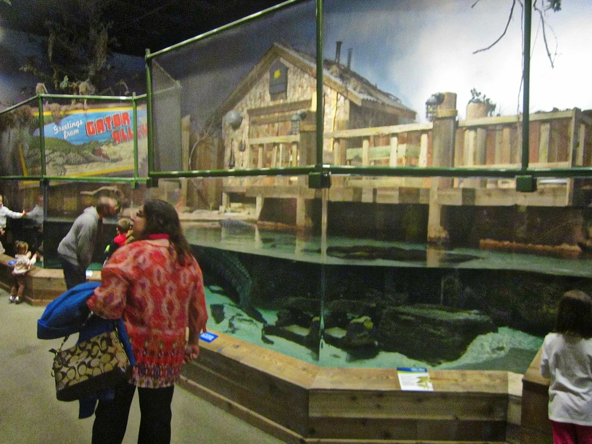 Gator Alley | NatureRules1 Wiki | Fandom
