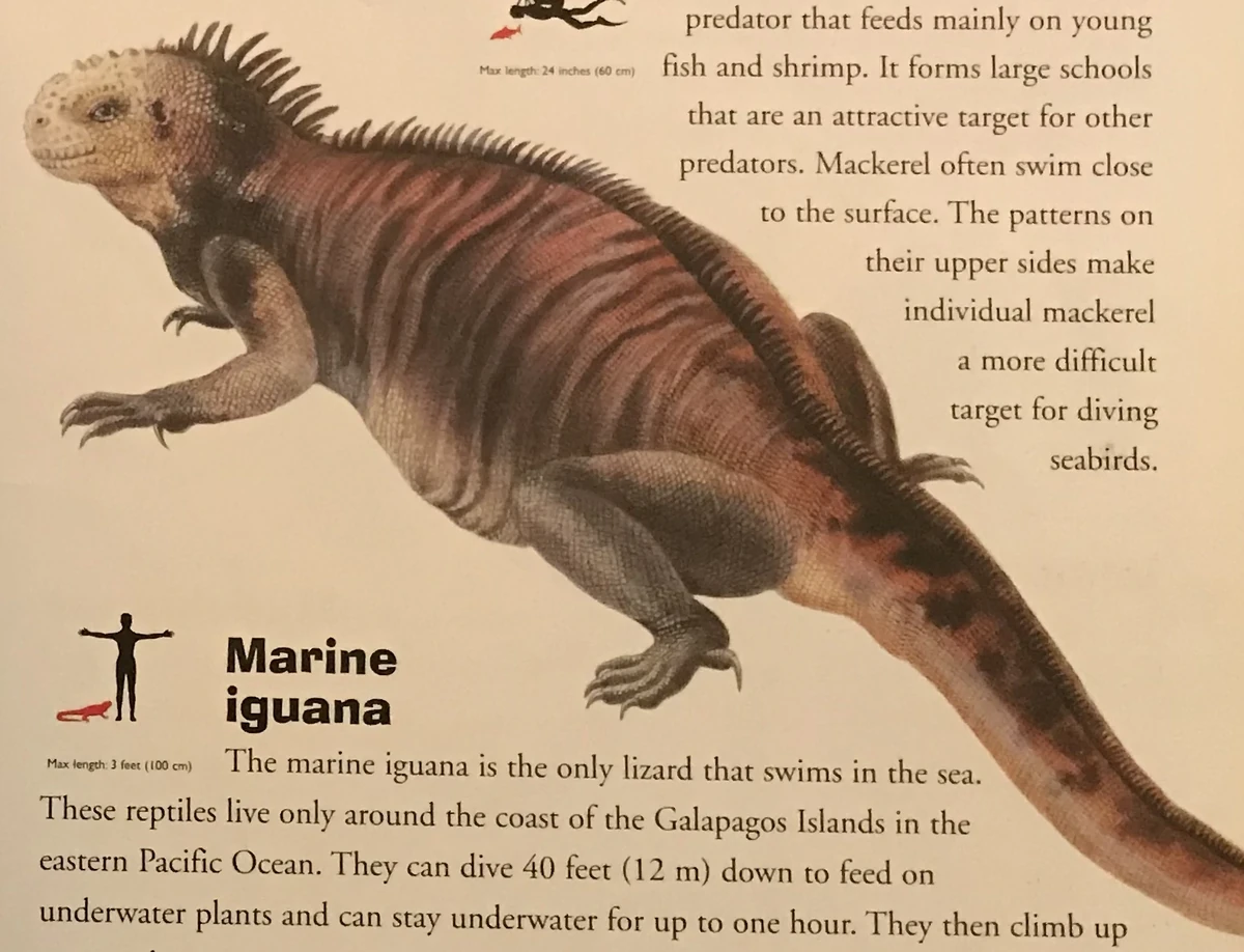 Marine Iguana/Books | NatureRules1 Wiki | Fandom