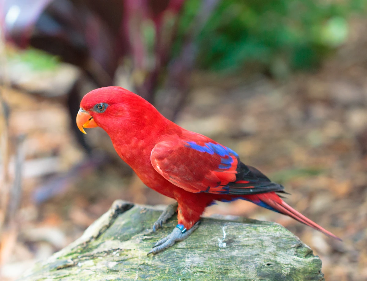 Red Lory | NatureRules1 Wiki | Fandom