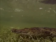 American Crocodile | NatureRules1 Wiki | Fandom