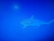 Indonesian Whaler Shark | NatureRules1 Wiki | Fandom