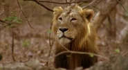Asiatic Lion | NatureRules1 Wiki | Fandom