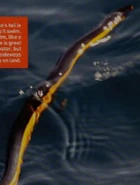 Yellow-Bellied Sea Snake | NatureRules1 Wiki | Fandom
