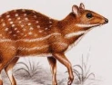Water Chevrotain | NatureRules1 Wiki | Fandom