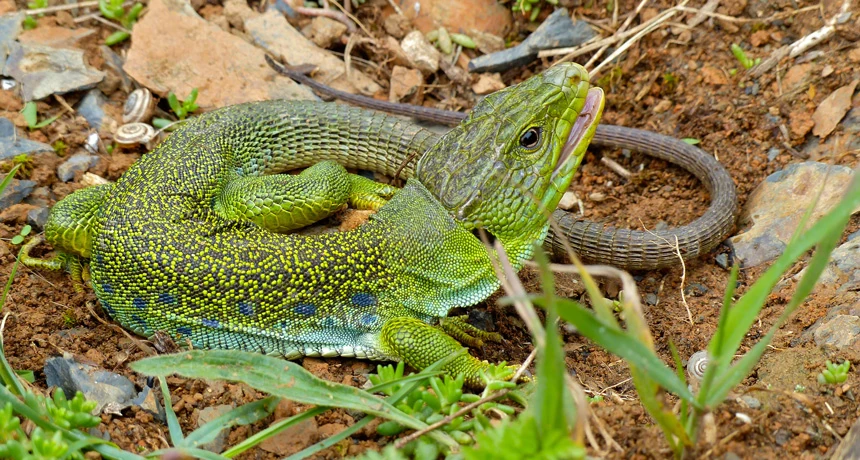 Ocellated Lizard | NatureRules1 Wiki | Fandom
