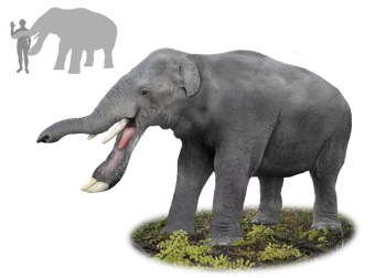Amebelodon | NatureRules1 Wiki | Fandom