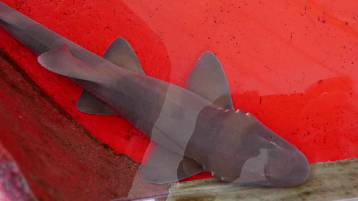 Arabian Carpetshark | NatureRules1 Wiki | Fandom