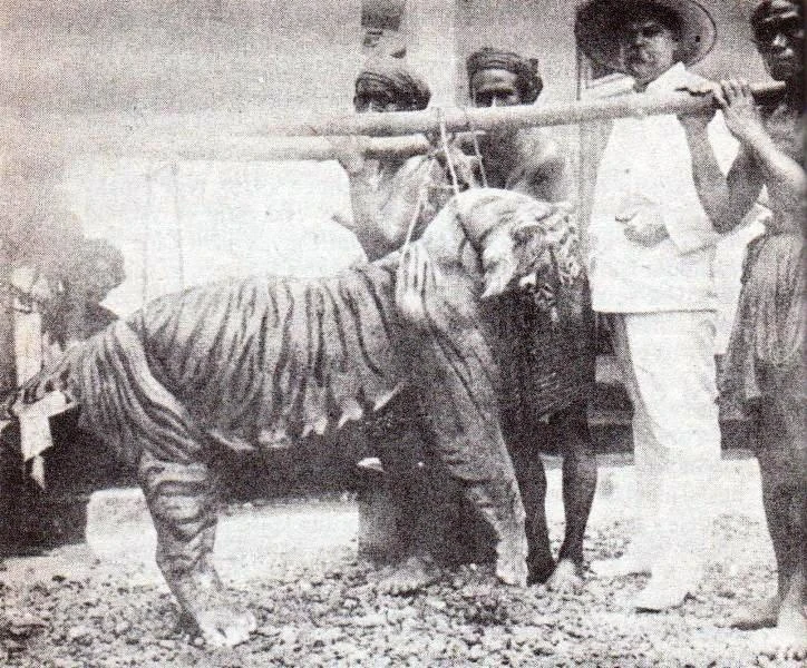 Bali Tiger | NatureRules1 Wiki | Fandom