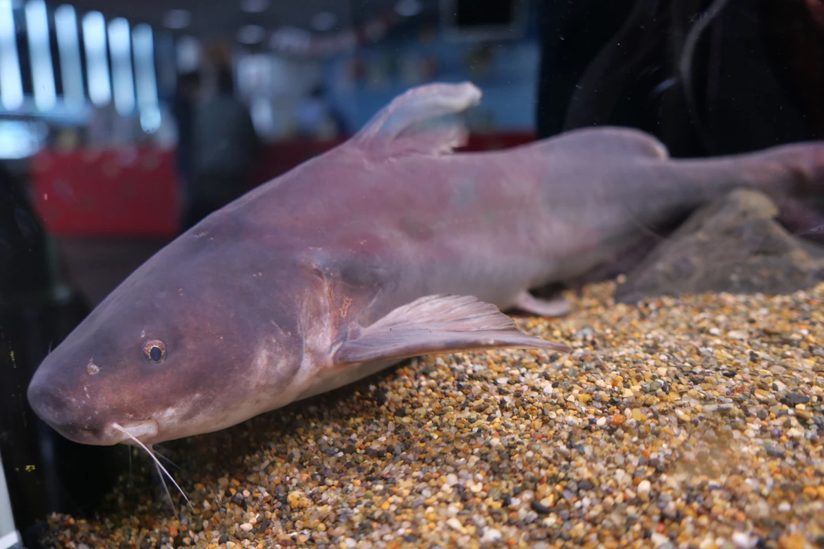 Chinese Longsnout Catfish | NatureRules1 Wiki | Fandom