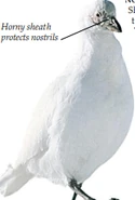 Snowy Sheathbill | NatureRules1 Wiki | Fandom