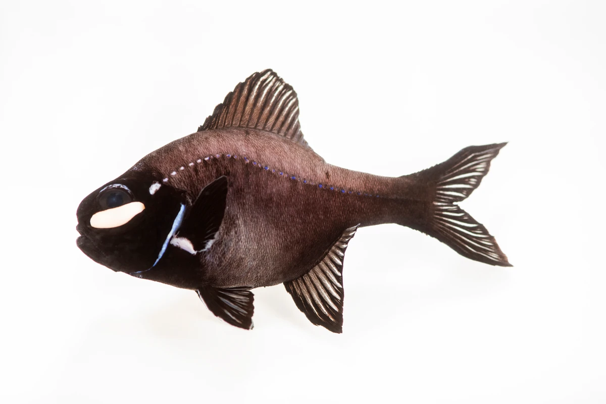 Eyelight Fish | NatureRules1 Wiki | Fandom