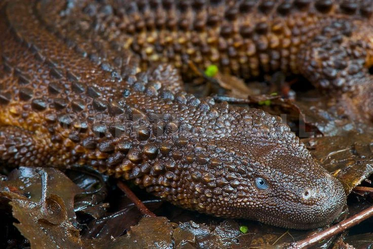Earless Monitor | NatureRules1 Wiki | Fandom