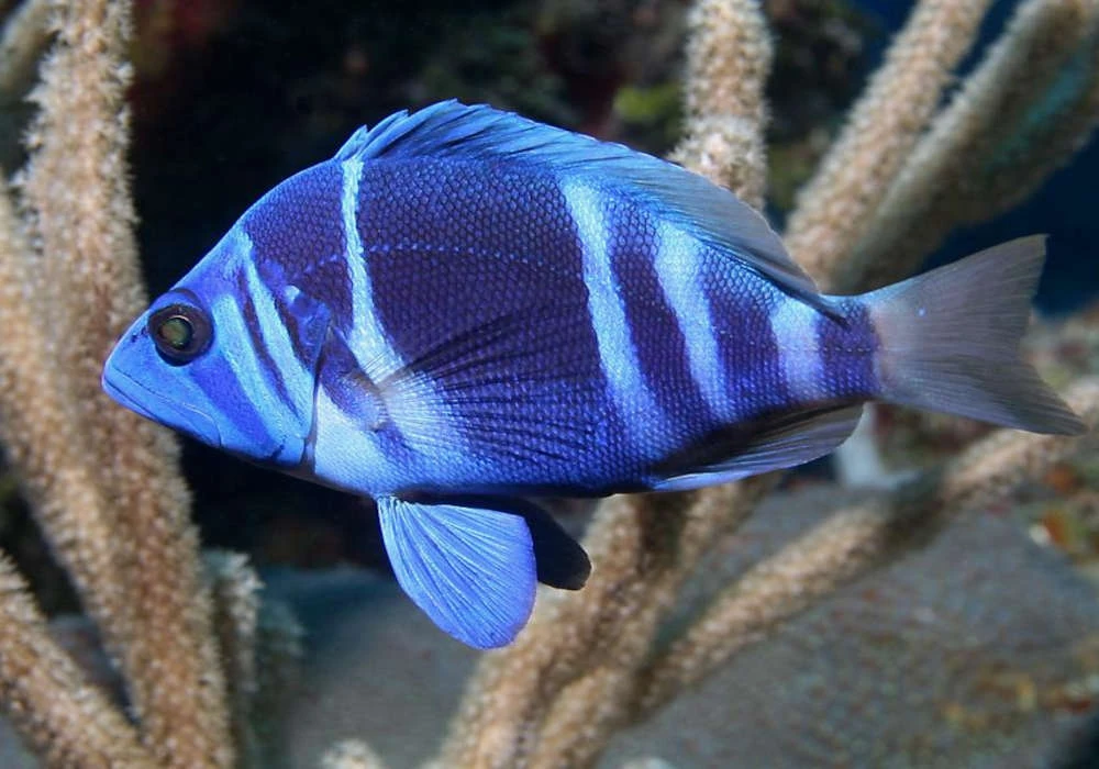 Indigo Hamlet | NatureRules1 Wiki | Fandom