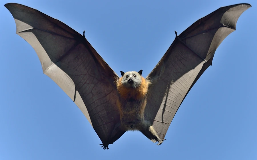 Fruit Bat Flying