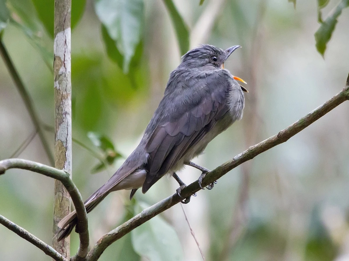 Screaming Piha | NatureRules1 Wiki | Fandom