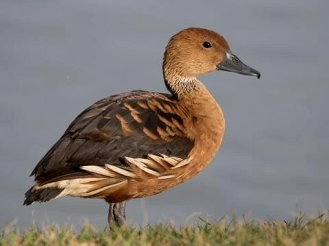 Fulvous Whistling Duck | NatureRules1 Wiki | Fandom