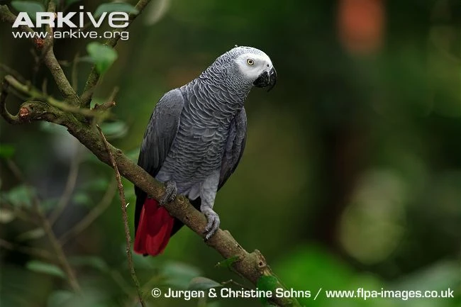 Category:Parrots | NatureRules1 Wiki | Fandom